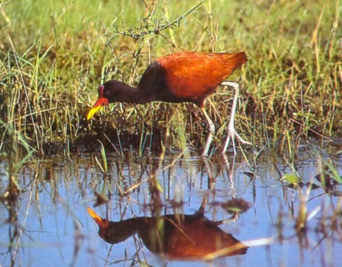 El Rancho del Toto de Romang, Argentina, Santa Fe, Litoral Argentino