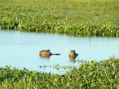 El Rancho del Toto de Romang, Argentina, Santa Fe, Litoral Argentino